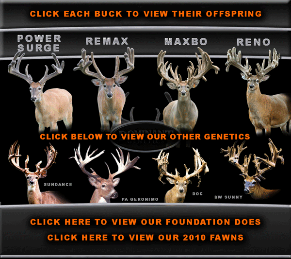 DOMINANT GENETICS - Breeding Large Framed Whitetail Deer